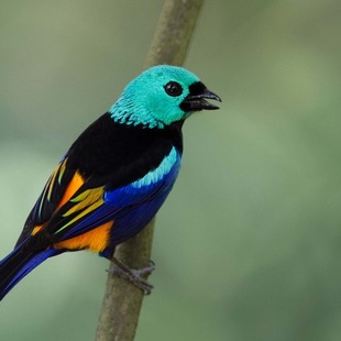 saíra-pintor (Tangara fastuosa) | WikiAves - A Enciclopédia das Aves do ...