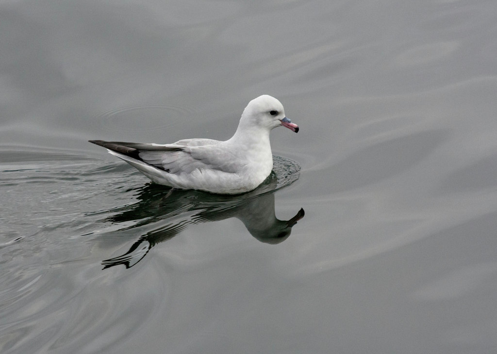 Foto pardelão-prateado (Fulmarus glacialoides) Por Guto Balieiro | Wiki Aves - A Enciclopédia ...