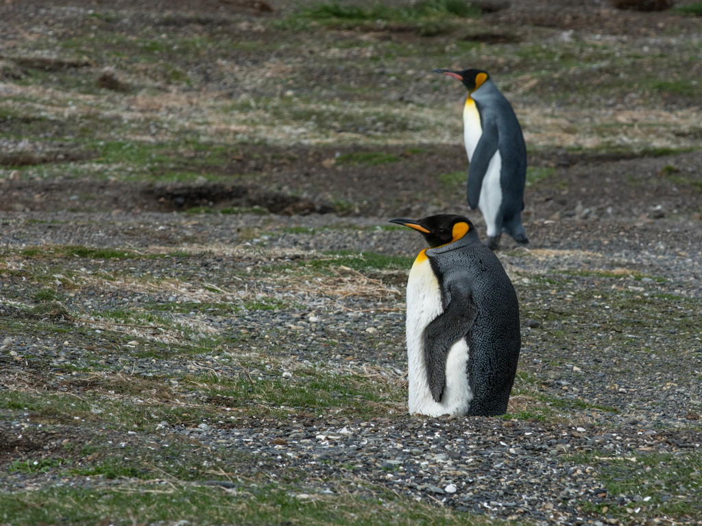 Foto pinguim-rei (Aptenodytes patagonicus) Por Guto Balieiro | Wiki ...