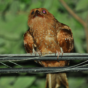 guácharo (Steatornis caripensis) | WikiAves - A Enciclopédia das Aves ...
