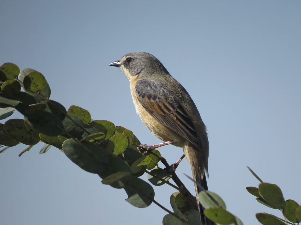 Foto tico-tico-do-banhado (Donacospiza albifrons) Por Ramón Dueñas ...