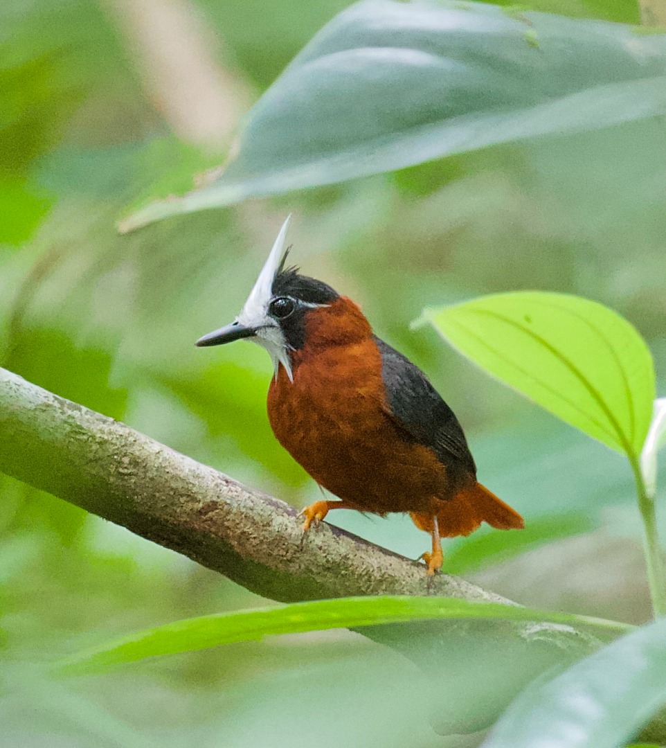 Foto papa-formiga-de-topete (Pithys albifrons) Por Valmir Cordasso ...