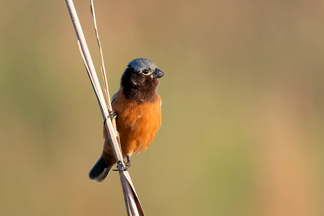 Foto caboclinho-de-papo-escuro (Sporophila ruficollis) Por Filipe ...