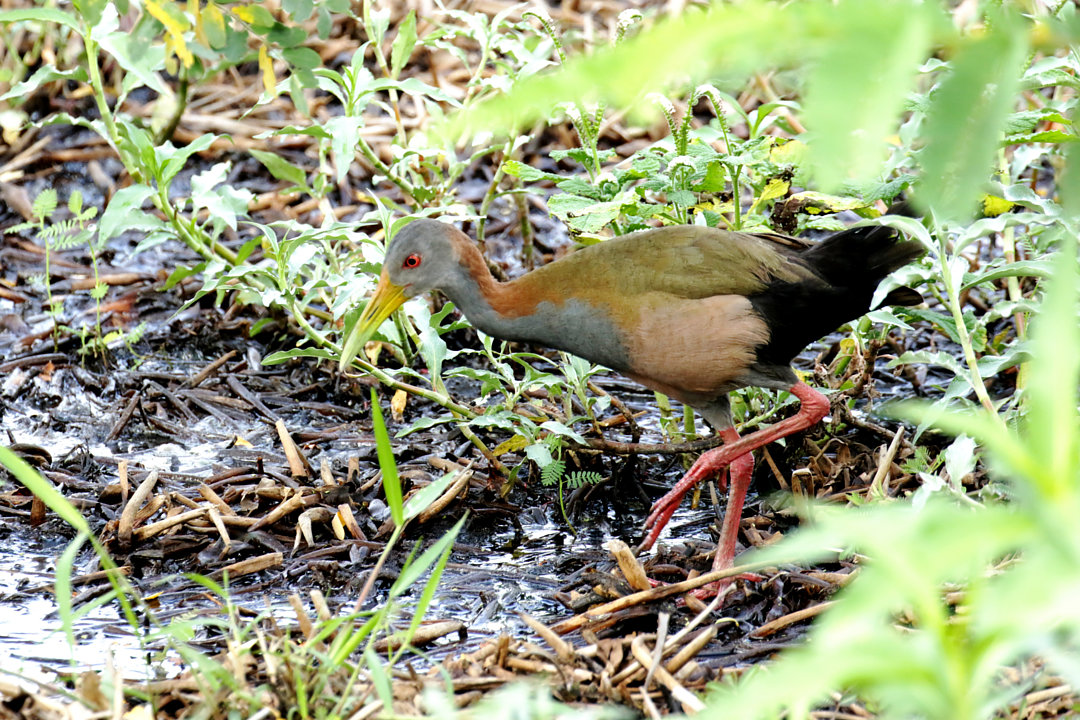 Foto saracuruçu (Aramides ypecaha) Por Tavinho Moura | Wiki Aves - A ...