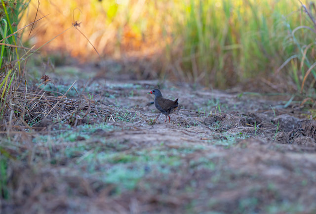 Foto turu-turu (Neocrex erythrops) Por André Luiz Briso | Wiki Aves - A ...