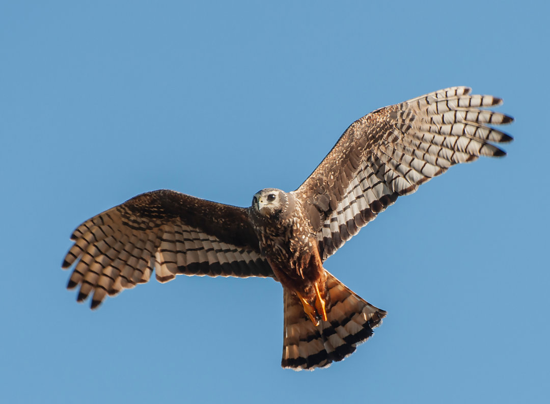 Foto gavião-do-banhado (Circus buffoni) Por Alan Hentz | Wiki Aves - A Enciclopédia das Aves do ...
