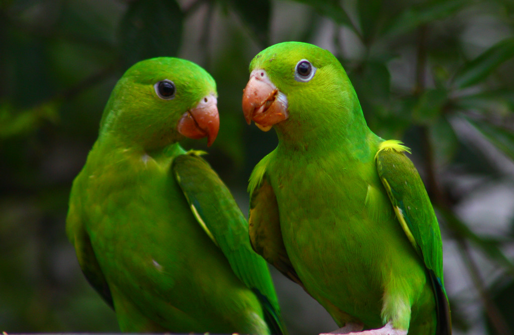 Foto periquito-rico (Brotogeris tirica) Por Fernando Igor de Godoy ...