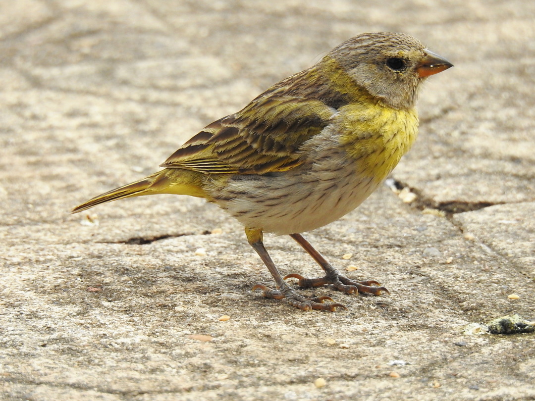 Foto canário-da-terra (Sicalis flaveola) Por Juliana Paixão | Wiki Aves ...