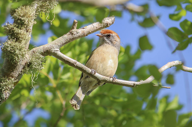 Foto vite-vite-de-olho-cinza (Hylophilus amaurocephalus) Por Mateus ...