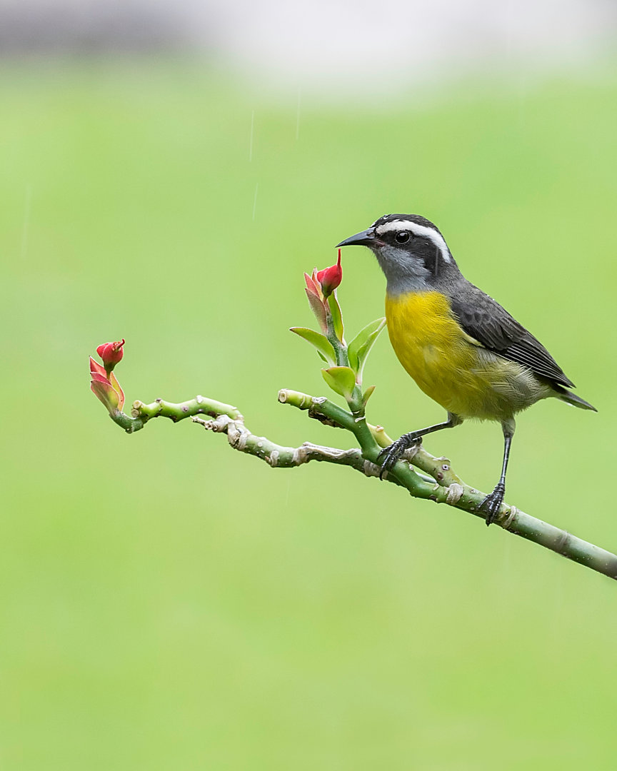 Foto cambacica (Coereba flaveola) Por Ronaldo L. Oliveira | Wiki Aves ...