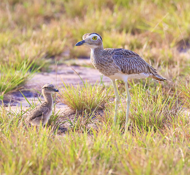 Foto téu-téu-da-savana (Burhinus bistriatus) Por Mats Hildeman | Wiki ...