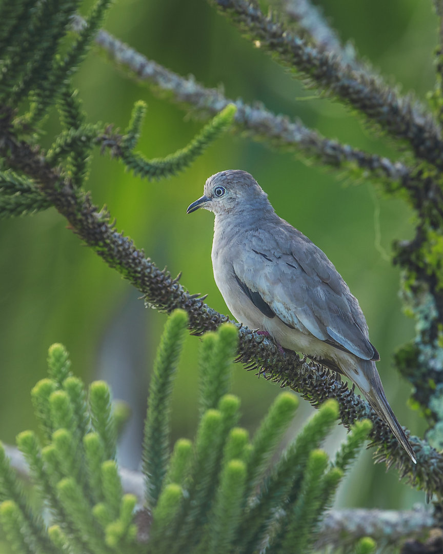 Foto rolinha-picuí (Columbina picui) Por Geilton Bentes | Wiki Aves - A ...