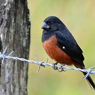 curió (Sporophila angolensis) | WikiAves - A Enciclopédia das Aves do ...