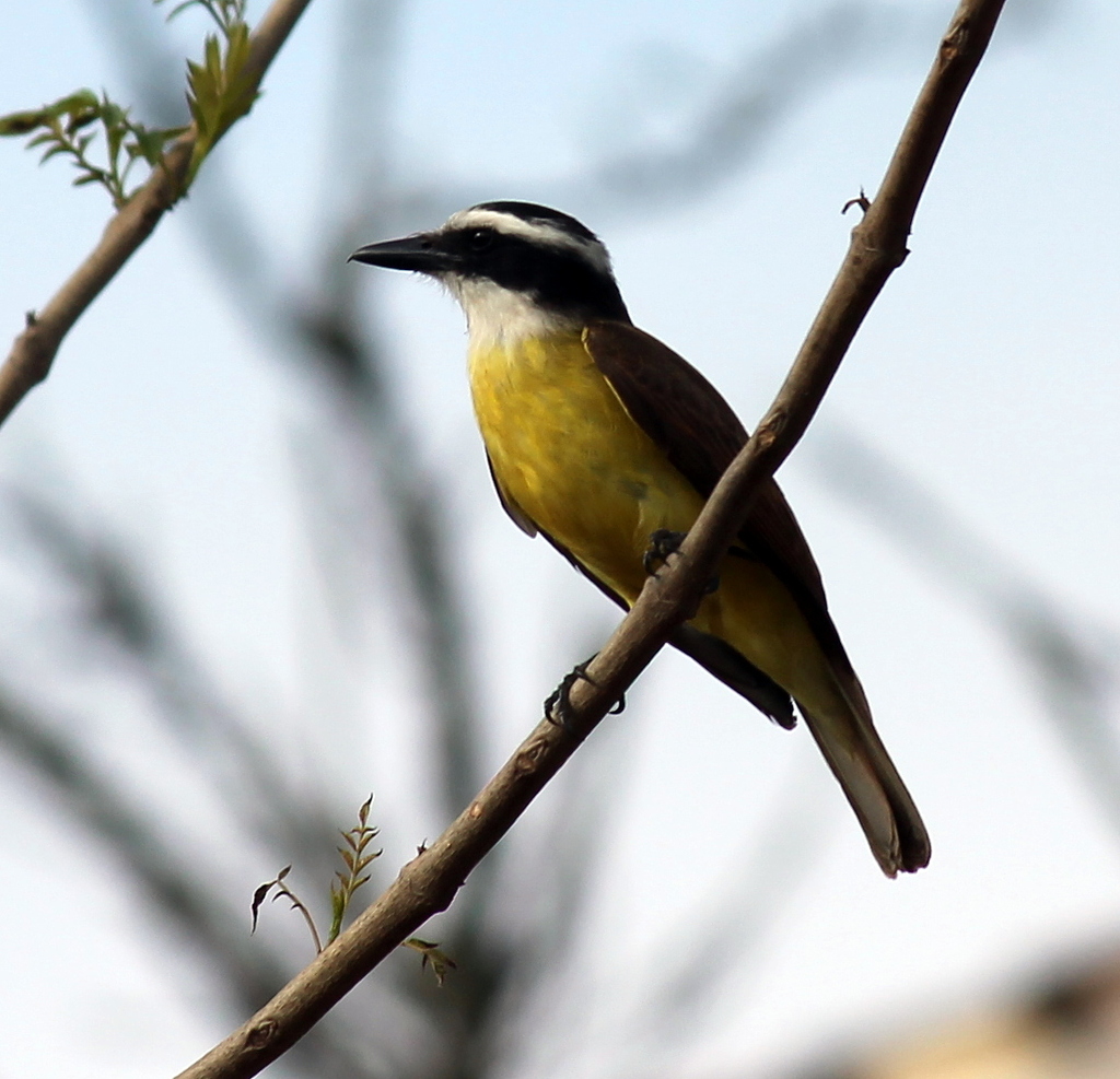 Foto bem-te-vi (Pitangus sulphuratus) Por Vagner Bordin | Wiki Aves - A ...