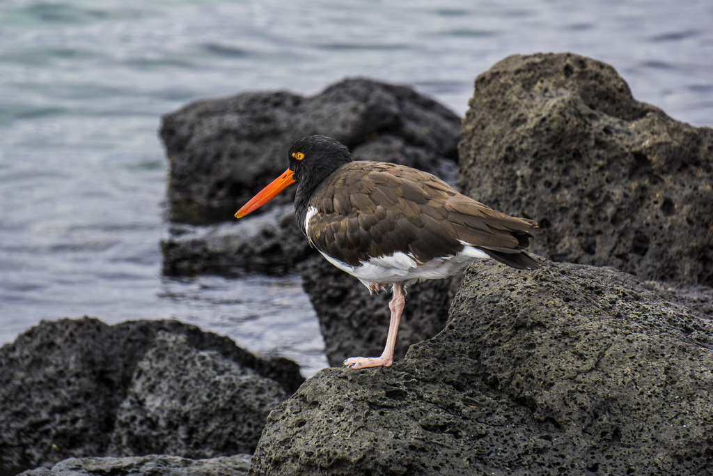 Foto piru-piru (Haematopus palliatus) Por Matheus Hobold Sovernigo ...