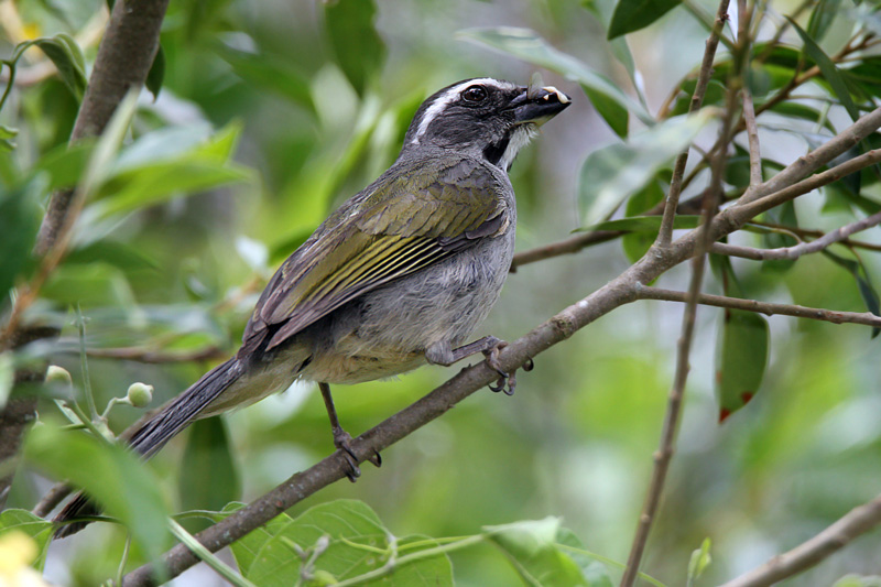 Foto trinca-ferro (Saltator similis) Por Roberto Gallacci | Wiki Aves ...