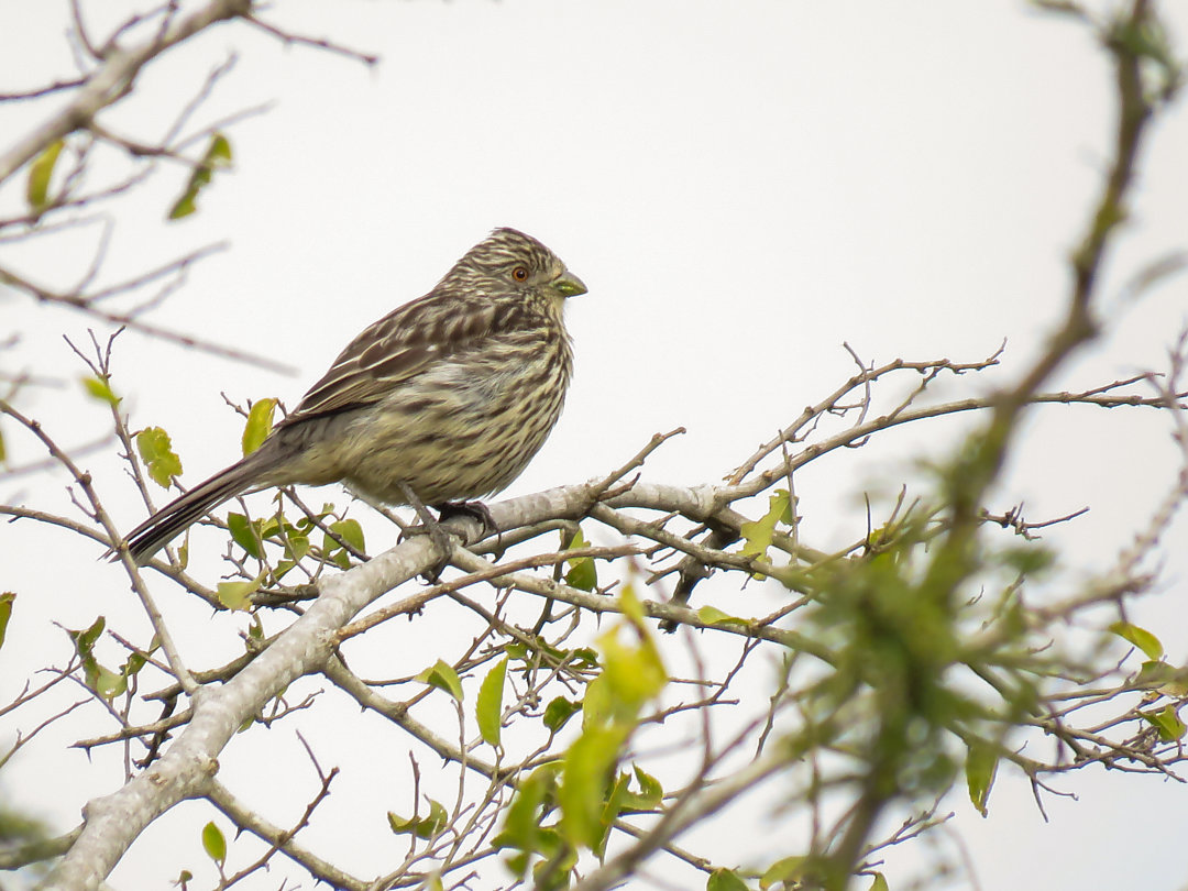 Foto corta-ramos (Phytotoma rutila) Por Raphael Kurz - Aves do Sul ...
