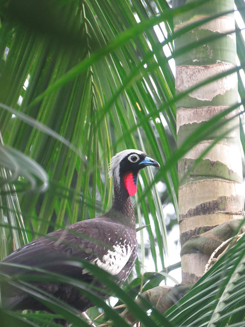 Foto jacutinga (Aburria jacutinga) Por Lumila Souza | Wiki Aves - A ...
