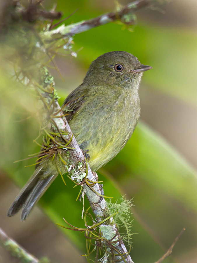Foto fruxu (Neopelma chrysolophum) Por Sergio Gregorio | Wiki Aves - A ...