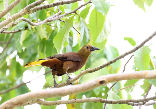 Foto japu-pardo (Psarocolius angustifrons) Por Valmir Cordasso | Wiki ...