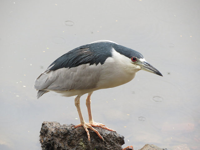 Foto socó-dorminhoco (Nycticorax nycticorax) Por Adriana Gioli | Wiki ...