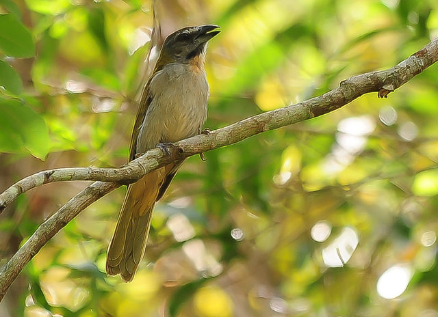 Foto tempera-viola (Saltator maximus) Por Fabiano Guimarães | Wiki Aves ...