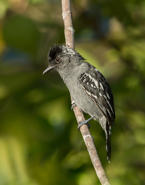 choca-de-roraima (Thamnophilus insignis) | WikiAves - A Enciclopédia ...
