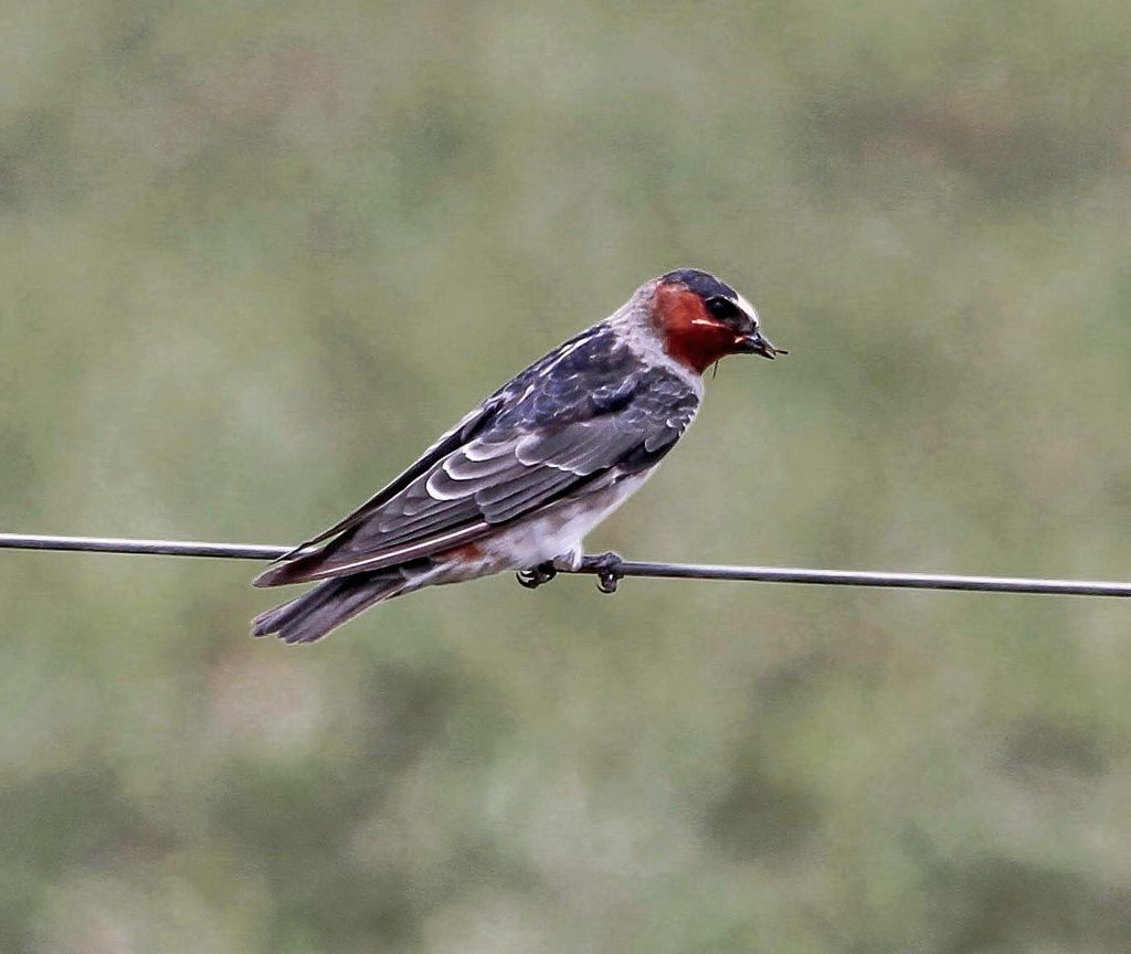 Foto andorinha-de-dorso-acanelado (Petrochelidon pyrrhonota) Por André ...
