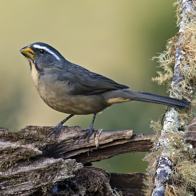 Foto bico-grosso (Saltator maxillosus) Por José Rondon | Wiki Aves - A ...
