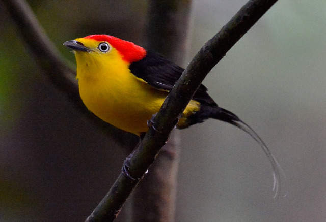 Foto rabo-de-arame (Pipra filicauda) Por Robson Czaban | Wiki Aves - A ...