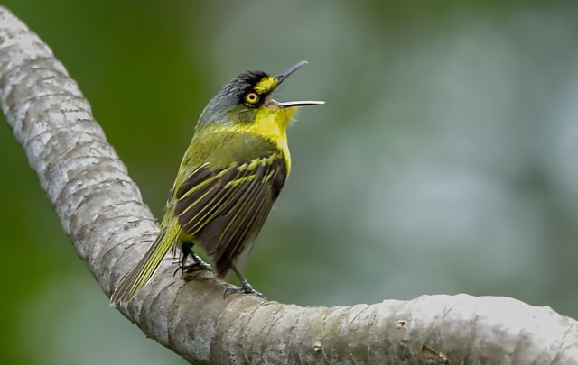 Foto teque-teque (Todirostrum poliocephalum) Por Adriana Casali | Wiki ...