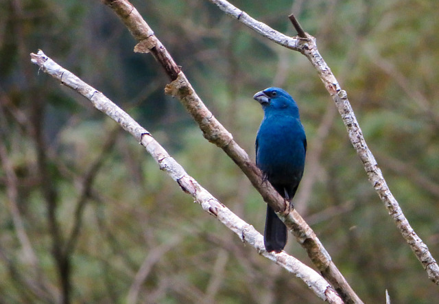 Foto azulinho (Cyanoloxia glaucocaerulea) Por Cauã Menezes | Wiki Aves ...