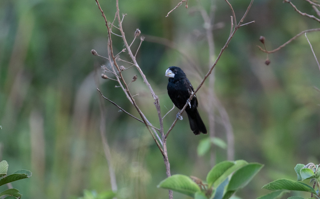 Foto bicudo (Sporophila maximiliani) Por Climério Brito | Wiki Aves - A ...
