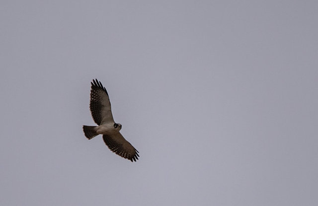 Foto gavião-de-cauda-curta (Buteo brachyurus) Por José Pireni | Wiki ...