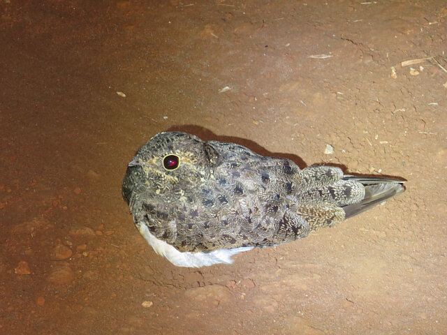 Foto corucão (Podager nacunda) Por Agnes Pozenato | Wiki Aves - A ...