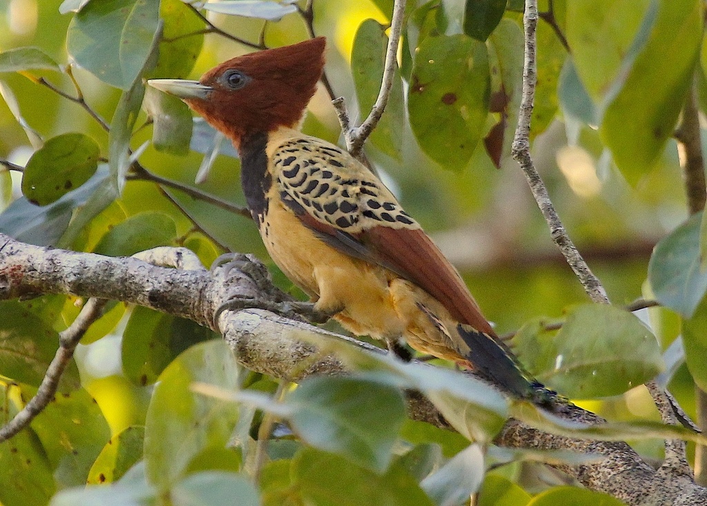 Foto pica-pau-da-taboca (Celeus obrieni) Por Mathias Singer | Wiki Aves ...