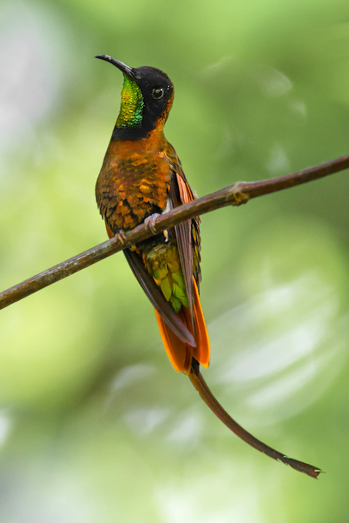 Foto beija-flor-brilho-de-fogo (Topaza pella) Por Thiago Calil | Wiki ...