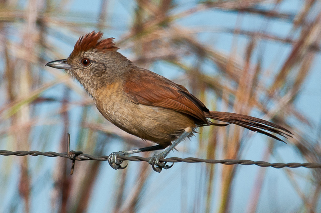 Foto choca-de-asa-vermelha (Thamnophilus torquatus) Por Margi Moss ...