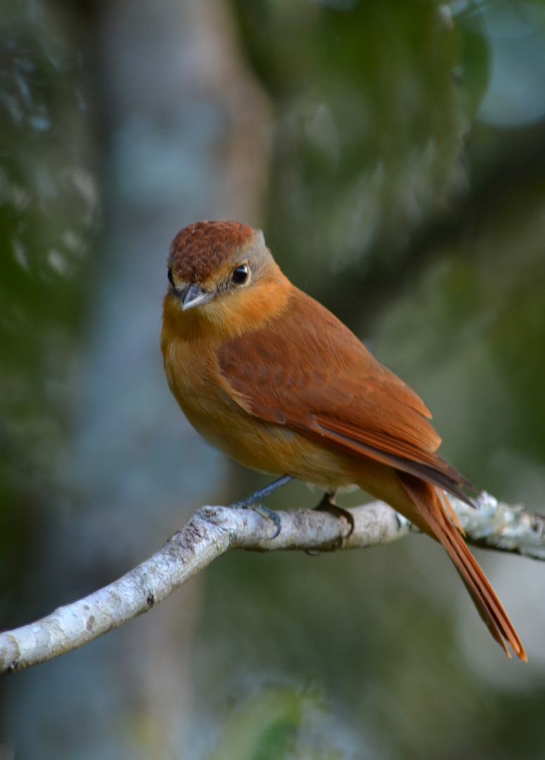 Foto caneleiro (Pachyramphus castaneus) Por Alexandre Picoli | Wiki ...