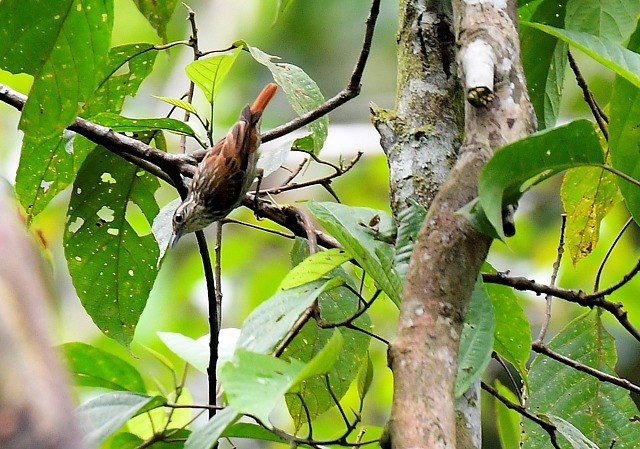 Foto bico-virado-da-copa (Microxenops milleri) Por Stephen Jones | Wiki ...