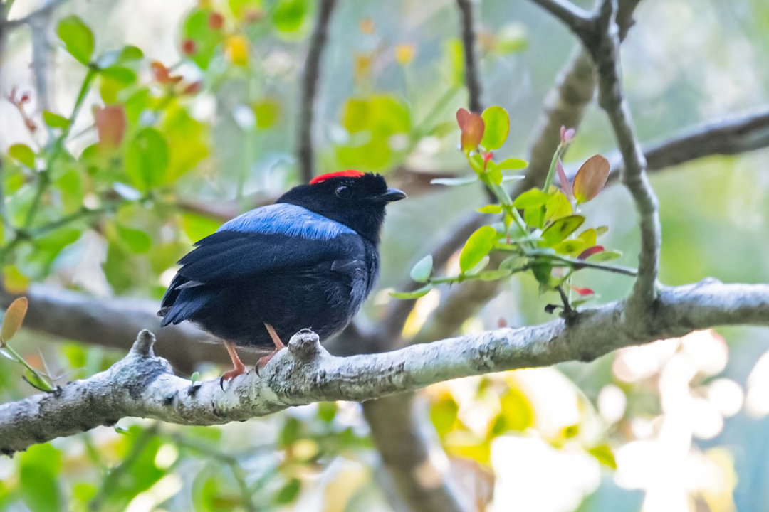 Foto tangará-príncipe (Chiroxiphia pareola) Por Solon Souza | Wiki Aves ...