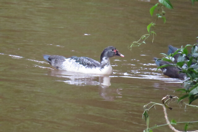 Foto pato-do-mato (Cairina moschata) Por Rogerio Truglio | Wiki Aves ...
