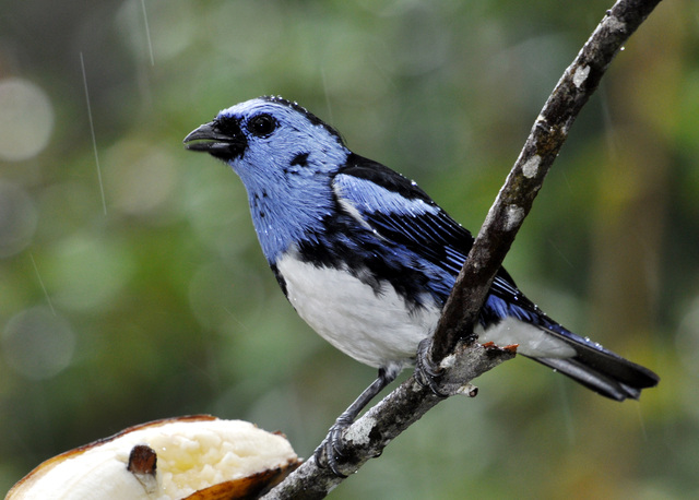 Foto cambada-de-chaves (Tangara brasiliensis) Por Robson Antonio Silva ...