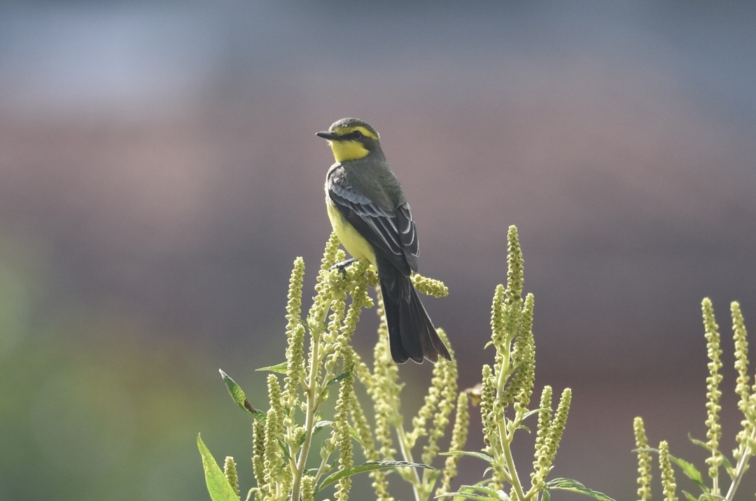 Foto suiriri-pequeno (Satrapa icterophrys) Por Renato Sobral | Wiki ...
