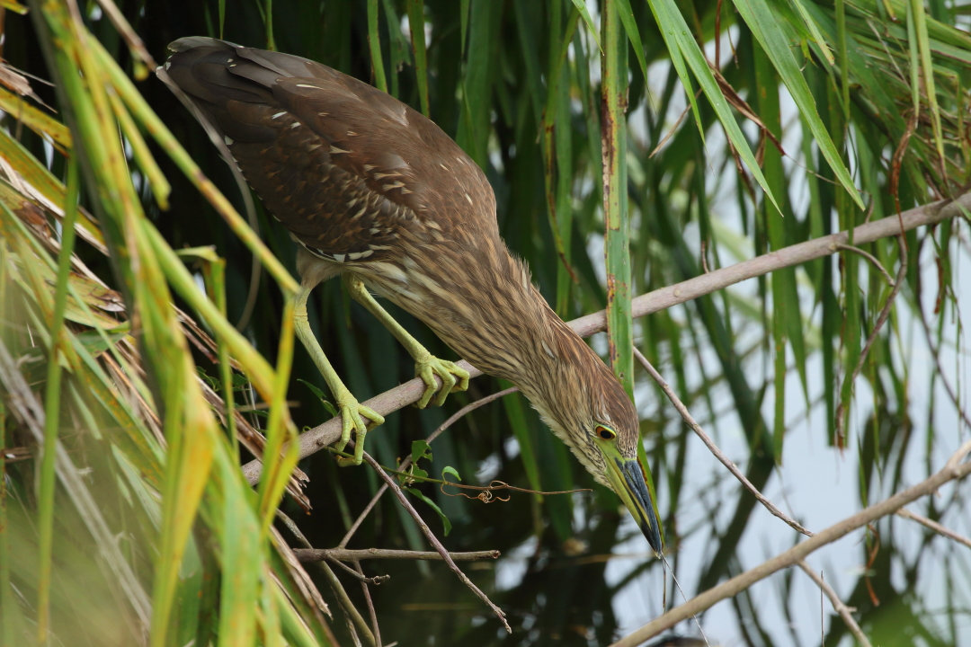 Foto socó-dorminhoco (Nycticorax nycticorax) Por Gilvan Moreira | Wiki ...