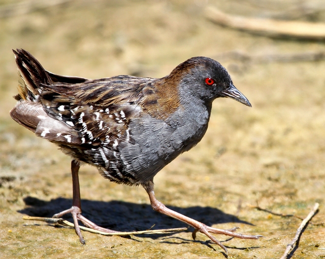 Foto sanã-cinza (Laterallus spilopterus) Por Oscar Abener Fenalti ...