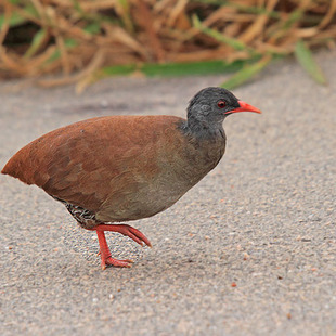 inhambu-chororó (Crypturellus parvirostris) | WikiAves - A Enciclopédia ...
