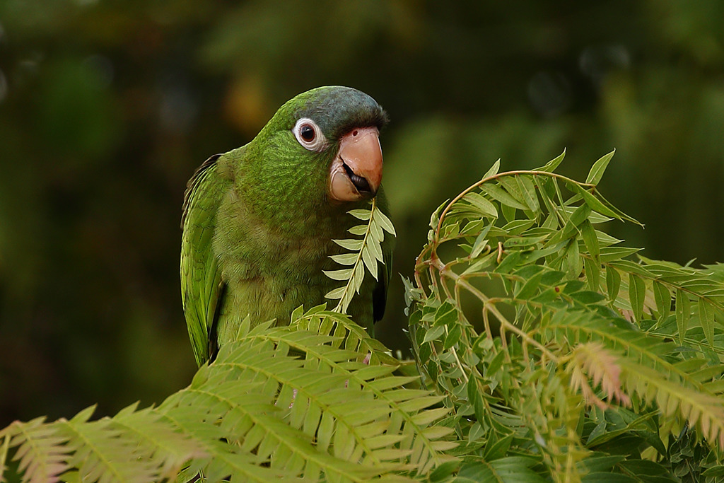 Foto aratinga-de-testa-azul (Thectocercus acuticaudatus) Por Rosilene ...