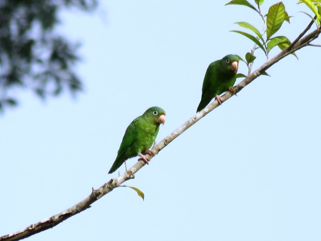 Foto periquito-de-asa-dourada (Brotogeris chrysoptera) Por Diego Afonso ...