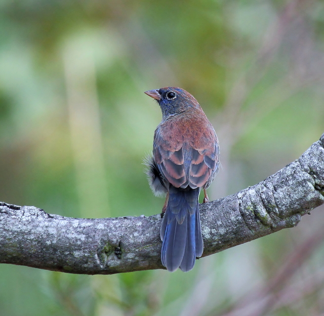 Foto campainha-azul (Porphyrospiza caerulescens) Por Sergio Murilo ...